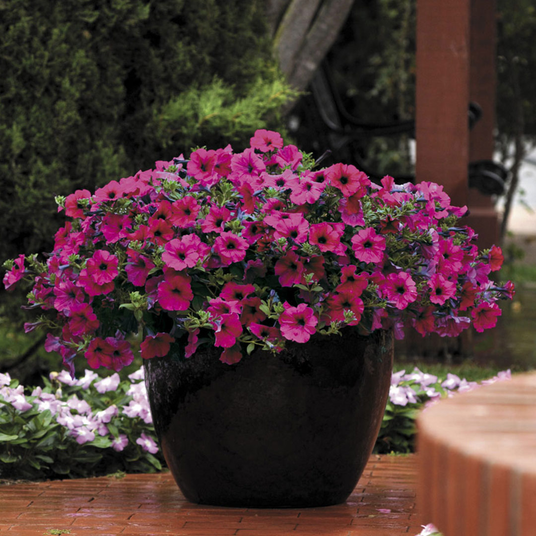 Big Petunia Pot for balconies Balcony Petunia - Fleurs de la sagesse ...